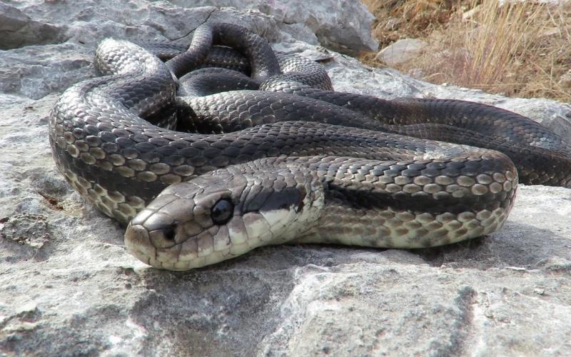 Μεγάλο φίδι αναστάτωσε τη Θεσσαλονίκη: Πού βρέθηκε, τι είδος είναι ...